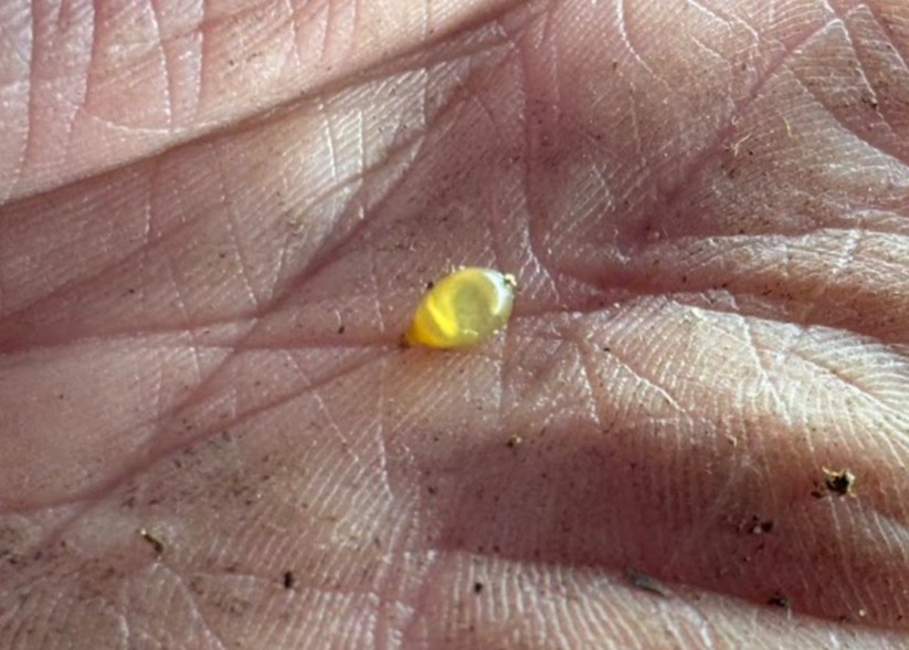 Cocoons - Pure Red Wigglers – Utah Worm Company