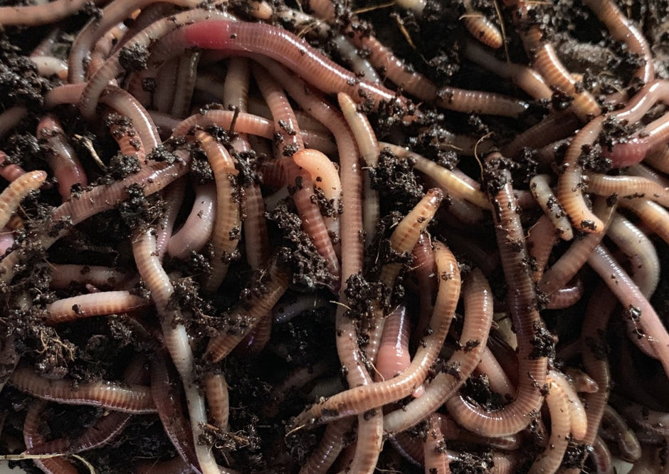Worms Worm Worms – Utah Worm Company